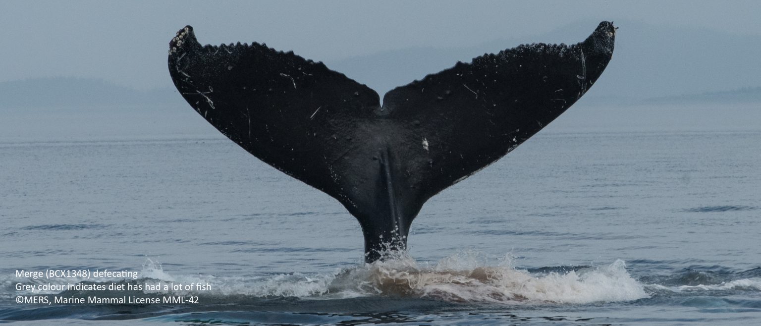 What Whales Do for You - Whale Pump, Whale Poo | MERS Marine Education ...