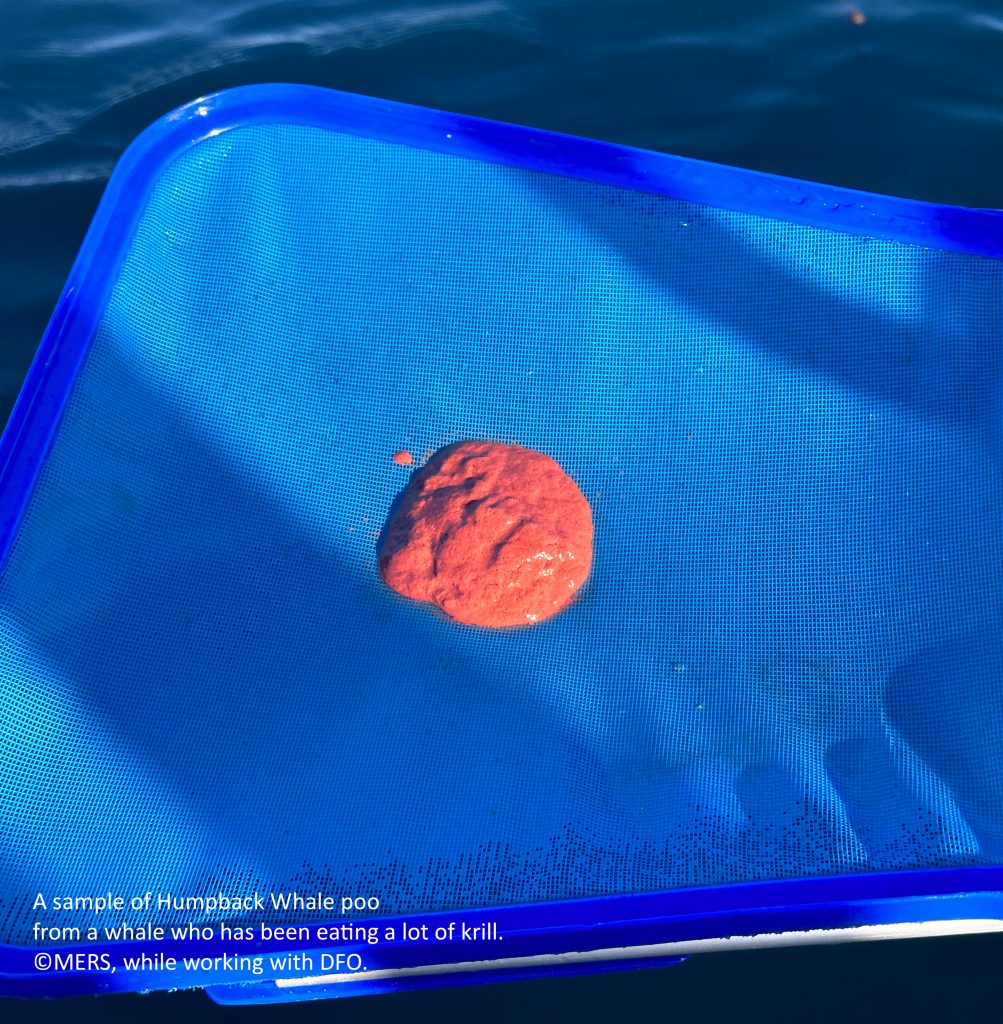 What Whales Do for You - Whale Pump, Whale Poo | MERS Marine Education ...