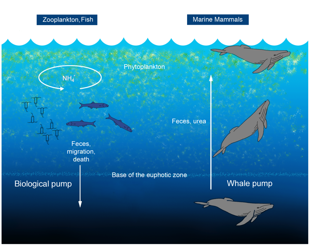 What Whales Do for You - Whale Pump, Whale Poo | MERS Marine Education ...